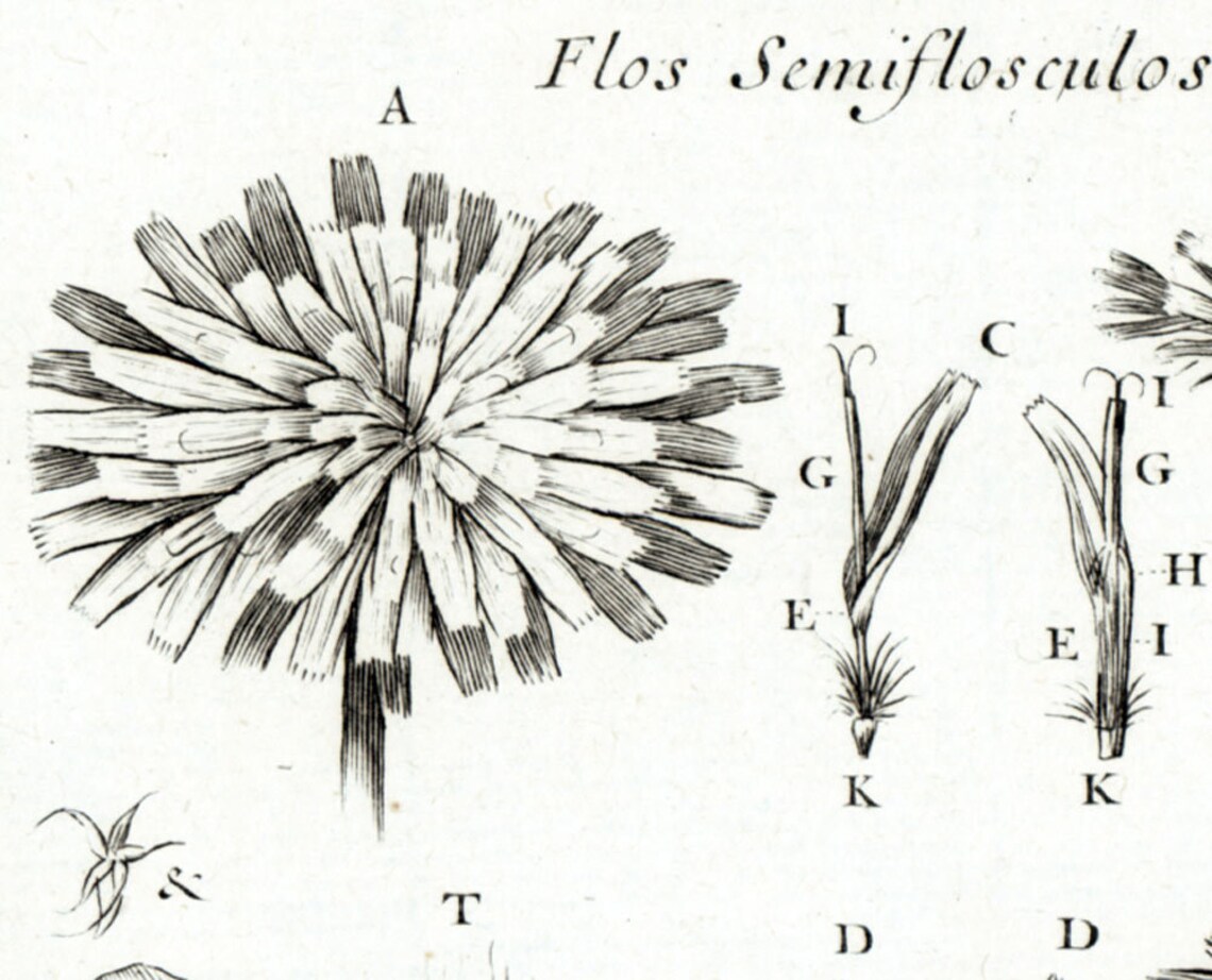 1797 Anatomy Dandelion Flower Cornflower Anther Ovary Stigma Morphology ...