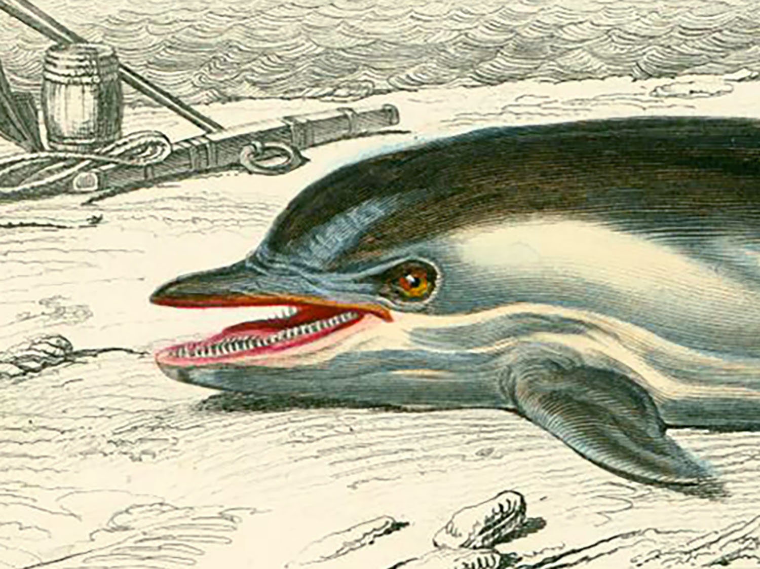 1861 Dolphin Antique Engraving Marine Mammals and Sea Life - Etsy