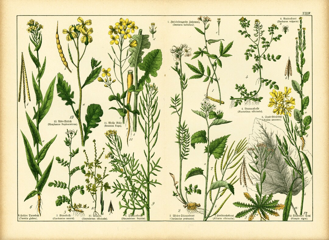 1869 Brassicaceae Cruciferae Cabbage Cress Brassica Rapa Family Flower ...