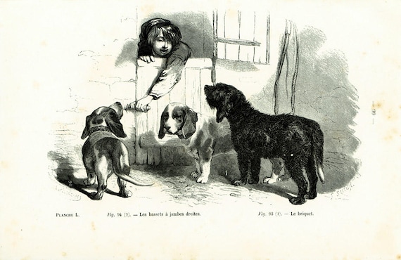 1867 Vintage Print of Dogs Dachshund Belgian Basset Hound | Etsy