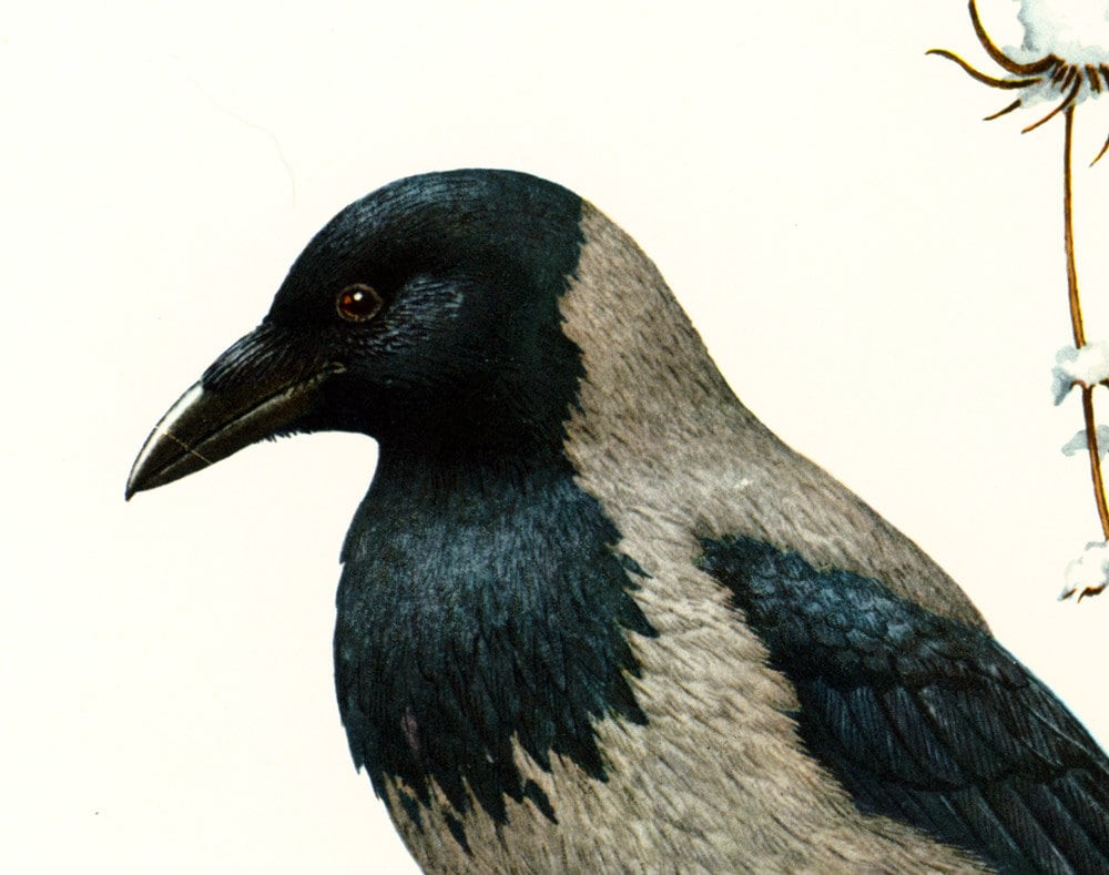 1961 Hooded Crow Vintage Bird Print Ornithology Nature Wall - Etsy