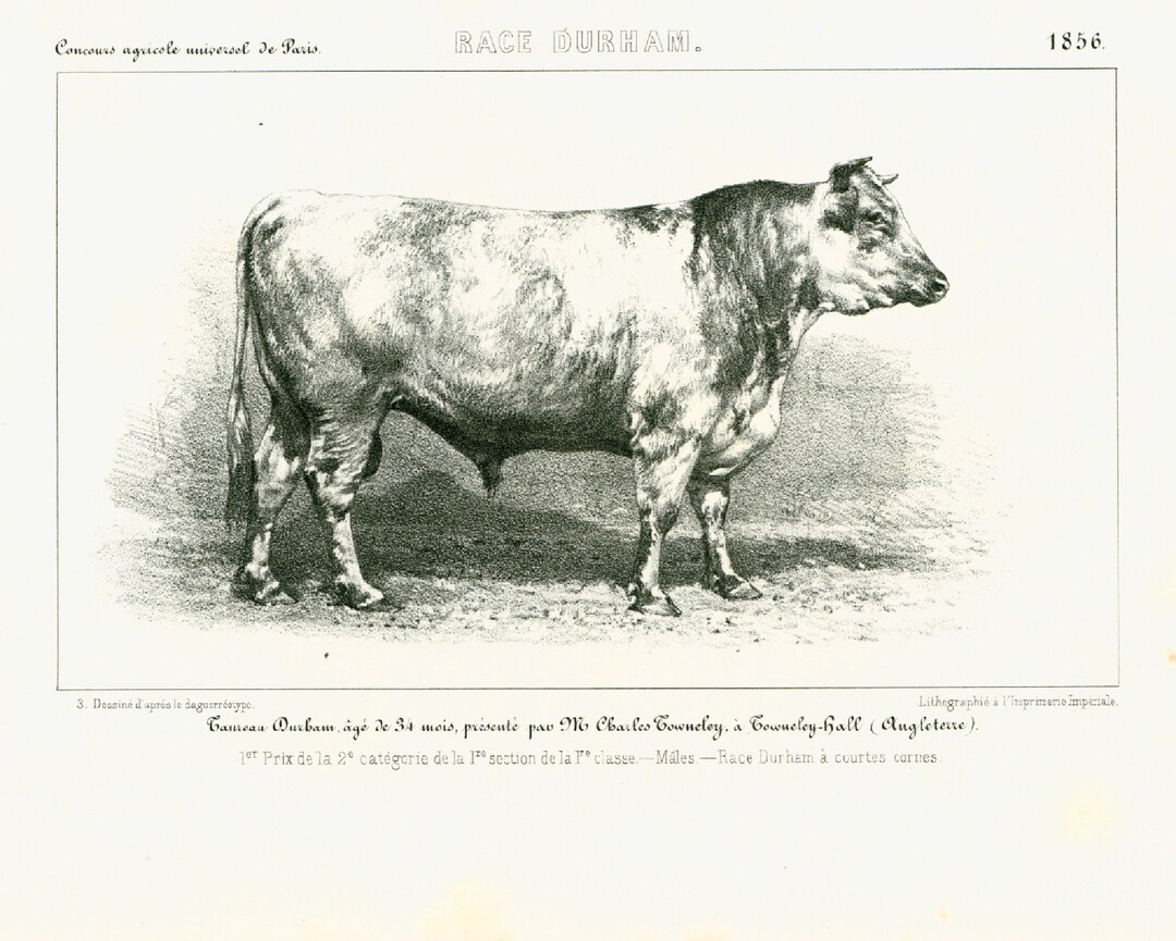 1856 Shorthorn Bull Durham Cattle Cow. Antique Bull Breeds Print Cattle ...