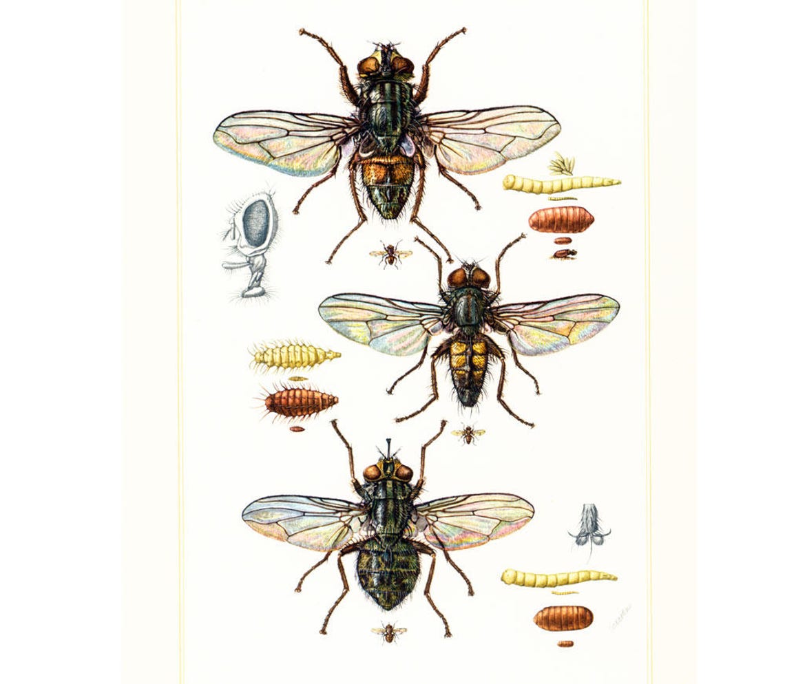 1960 Vintage Housefly Print. House Fly Illustration. Pupae | Etsy