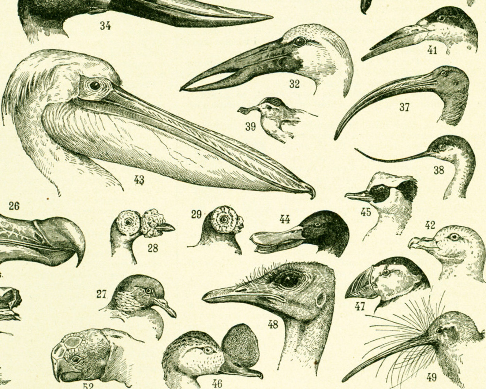 1897 Antique Print of Bird Beaks Original Lithograph Old - Etsy
