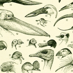 1897 Antique Print of Bird Beaks, Original Lithograph, Old Engraving ...