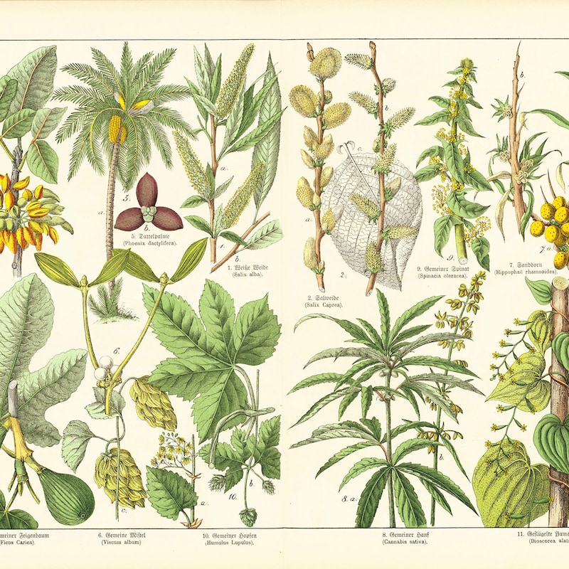 Marijuana Botanical Print - Etsy