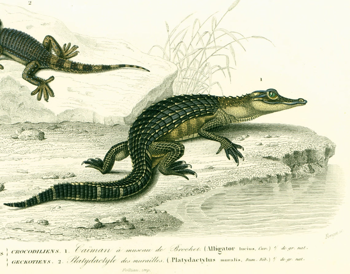 1861 Reptiles Alligator Antique Engraving Authentic Antique | Etsy