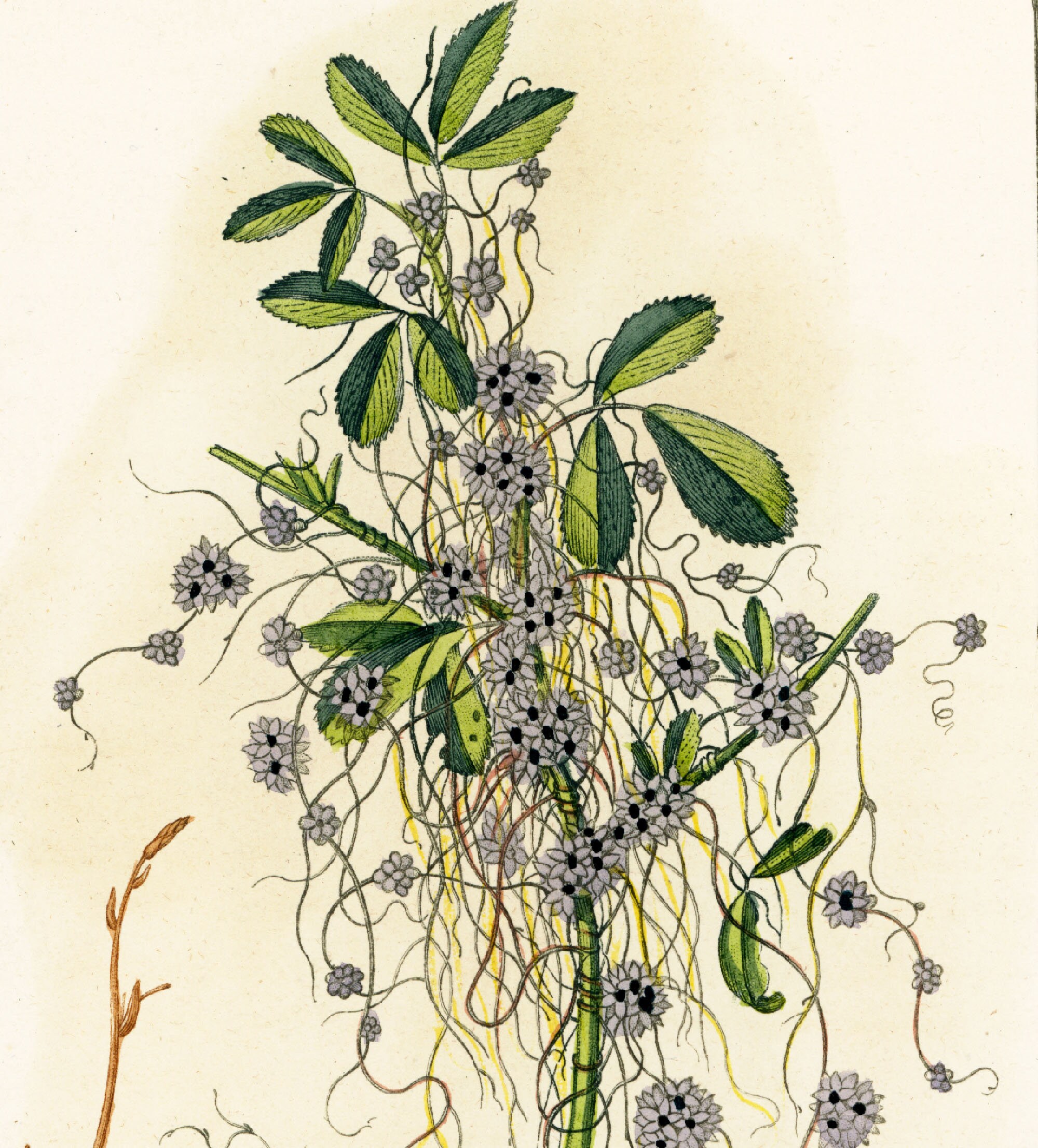 1831 Antique Cuscuta Dodder Witch's Hair Plant Print Natural History ...