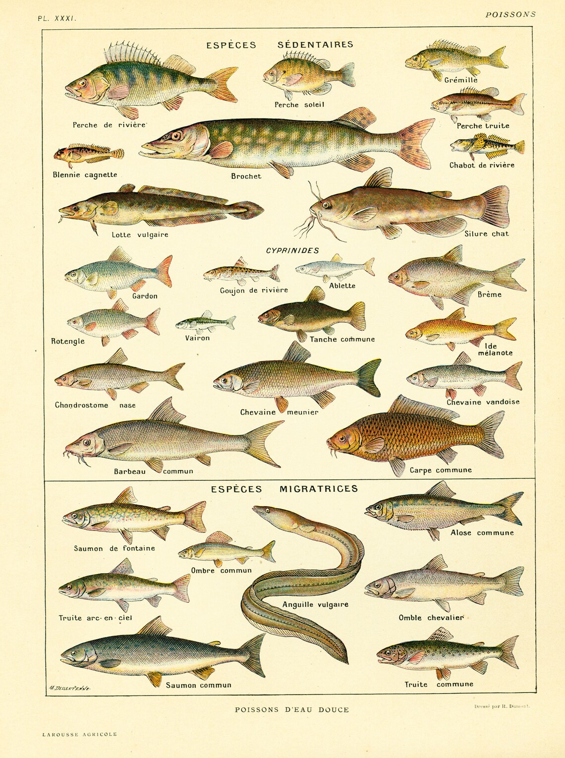 1922 Poissons d'Eau Douce. Aquaculture. Planche illustrée | Etsy France