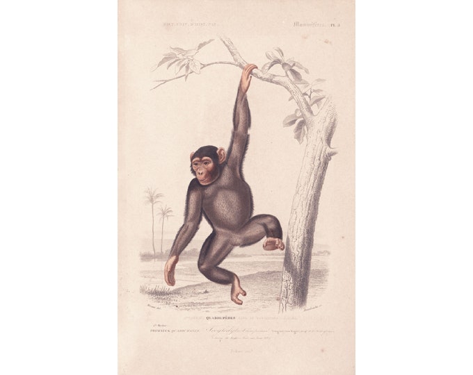 1861 Monkey Chimpanzee, Original Antique Print, Zoology, Monkey Wall ...