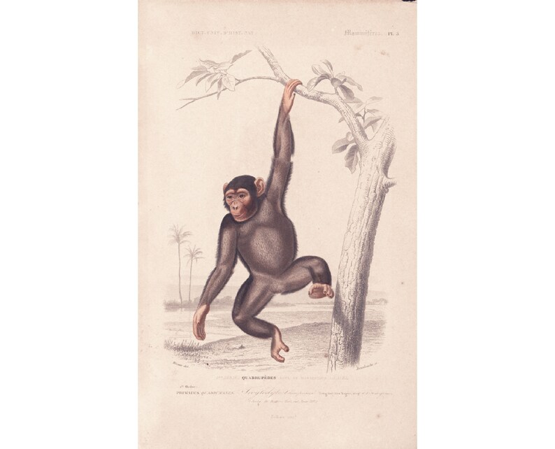 1861 Monkey Chimpanzee Original Antique Print Zoology | Etsy