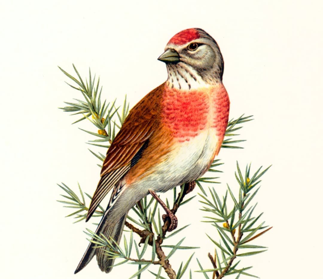 1969 Common Linnet, House Finch. Vintage Bird Print, Ornithology ...