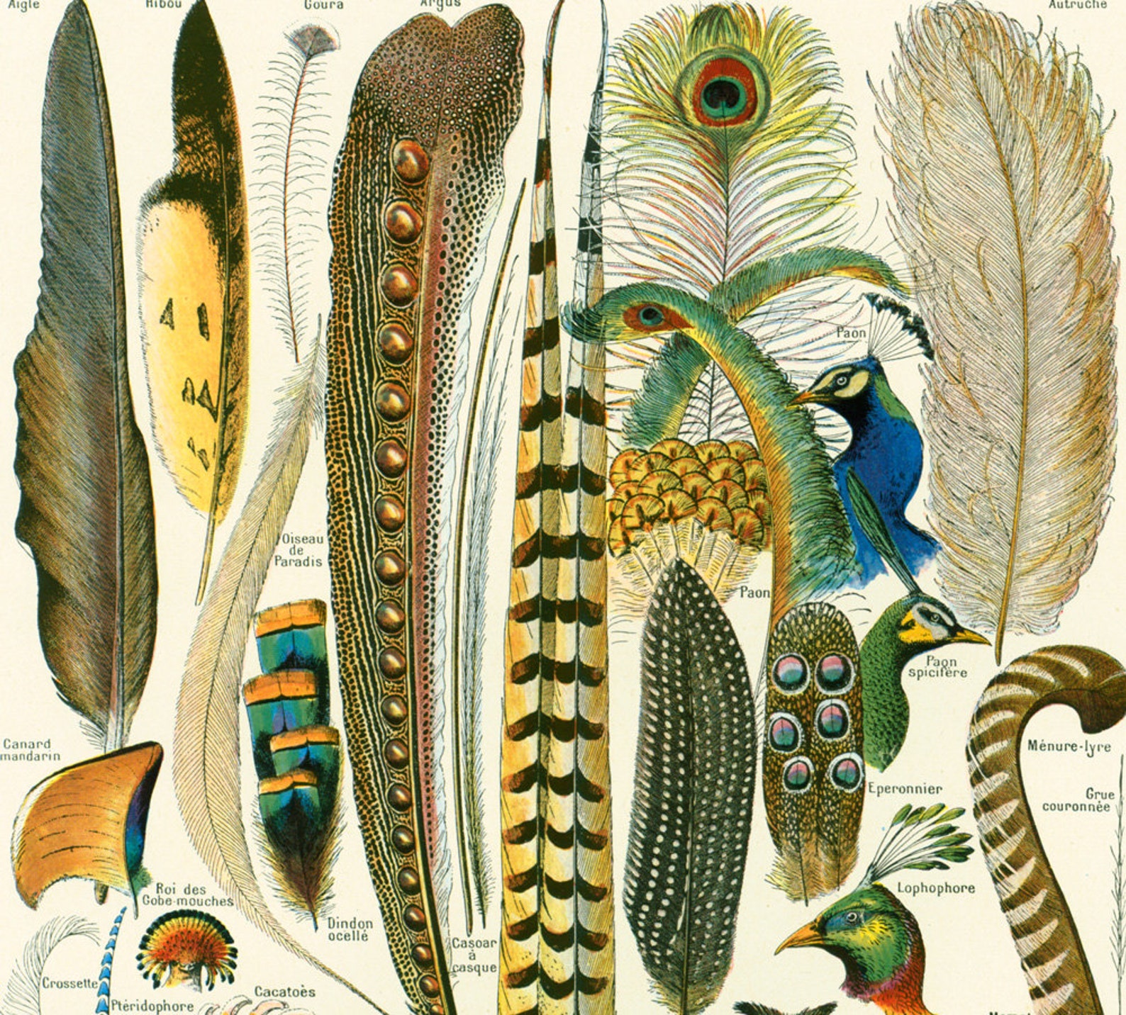 1930 Antique Feather Print. Original Colored Illustration - Etsy