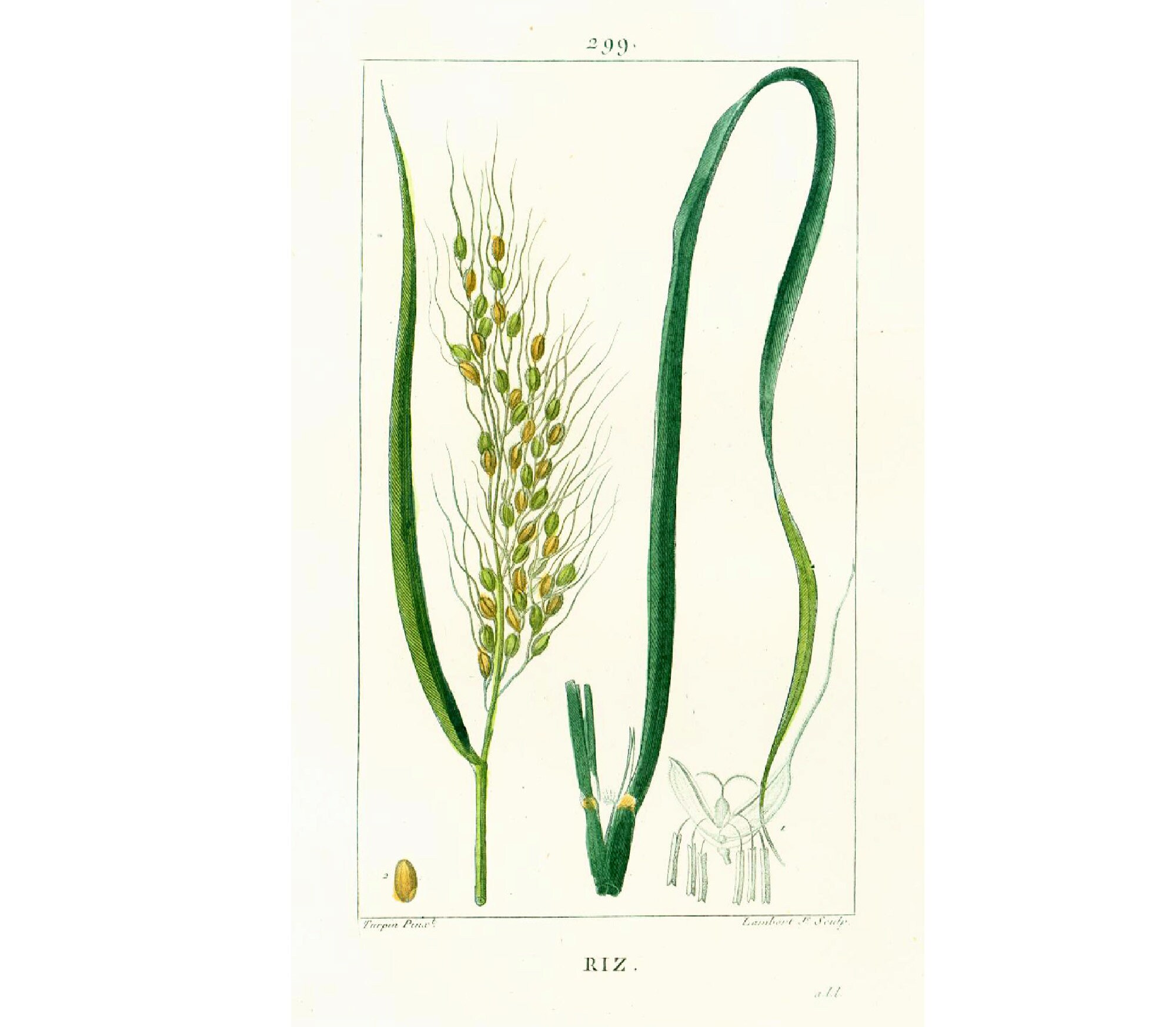 Rice Plant Illustration