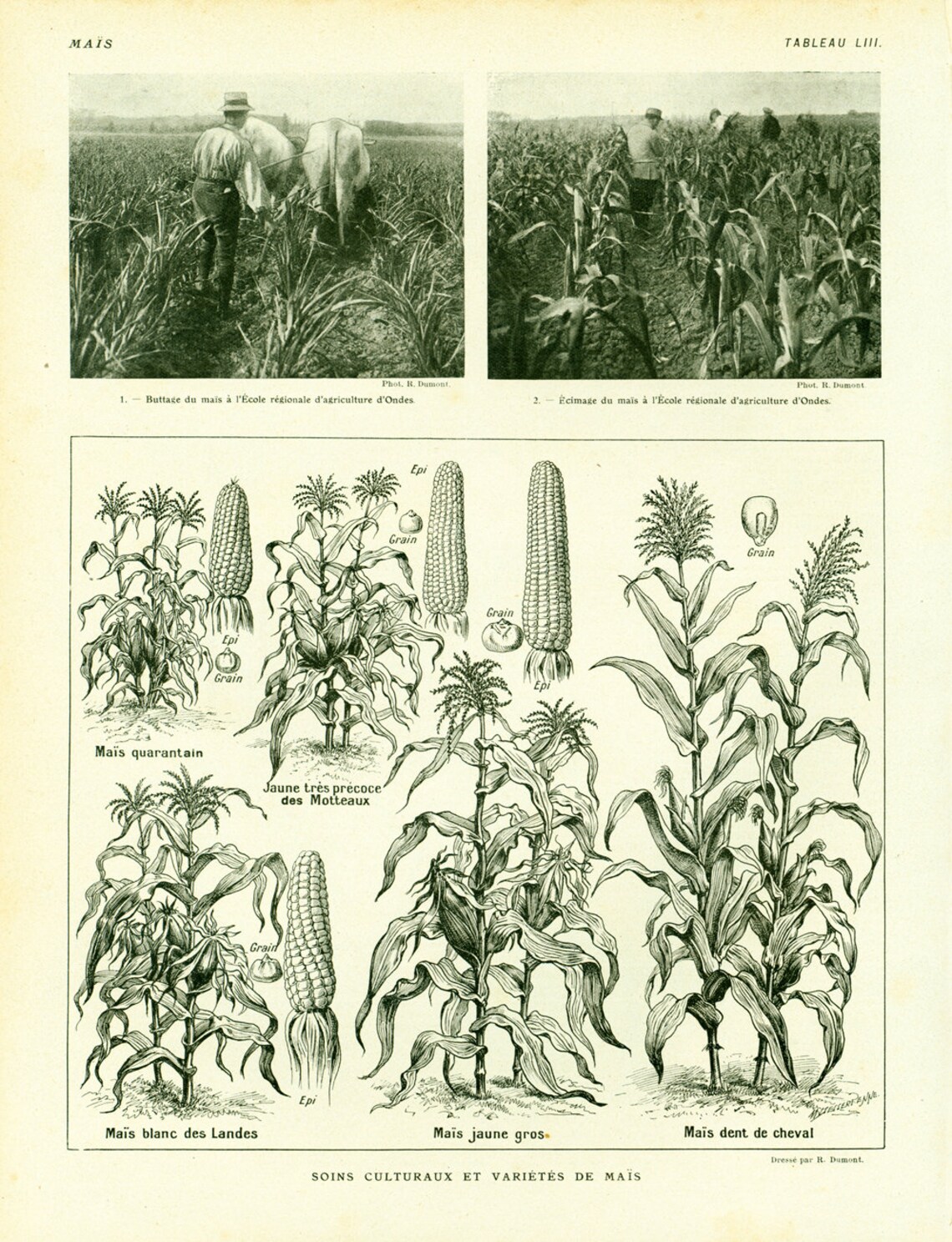 1922 Antique Corn Print Vintage Botanical Fruits Vegetables | Etsy