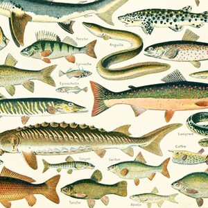 1930 Antique Fish Chart Ichtyology Identification Authentic | Etsy