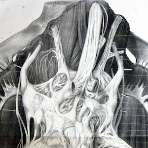 1844 Antique XL Solar Plexus Anatomy Lithograph Nervous System Human ...