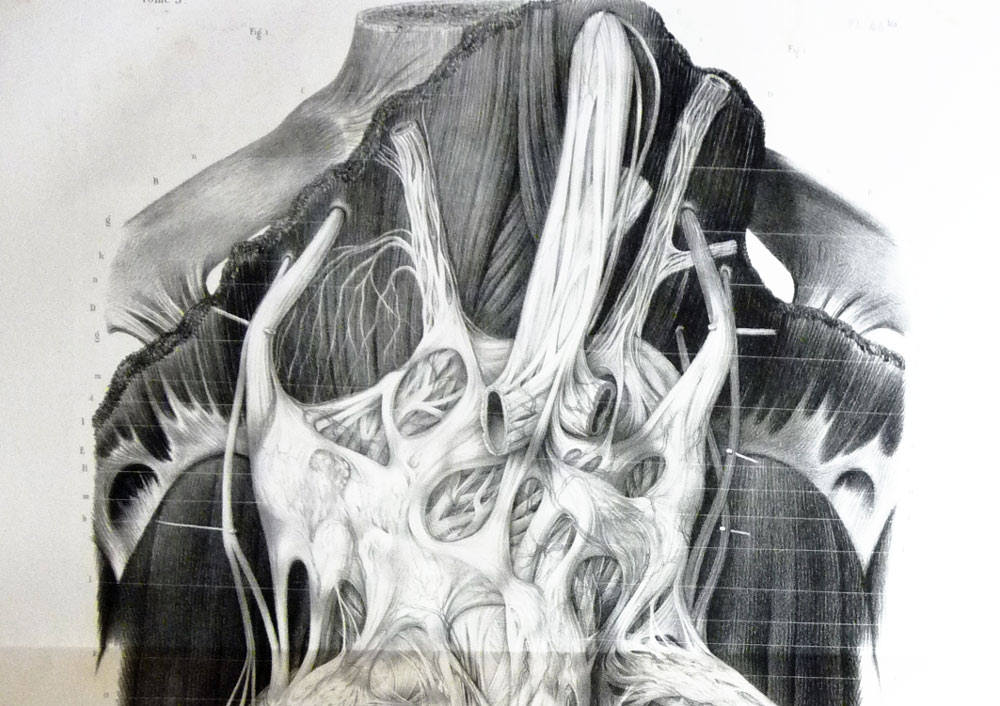 1844 Antique XL Solar Plexus Anatomy Lithograph Nervous System Human ...