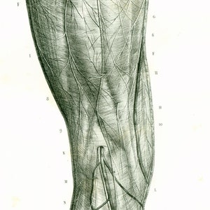 1831 Muscle de la cuisse femur tibia quadriceps Musculation Jambe ...