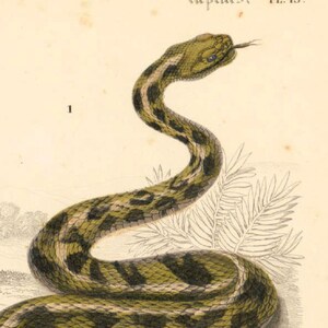 1861 Rattle Snake Antique Engraving, Original Print, Natural History ...