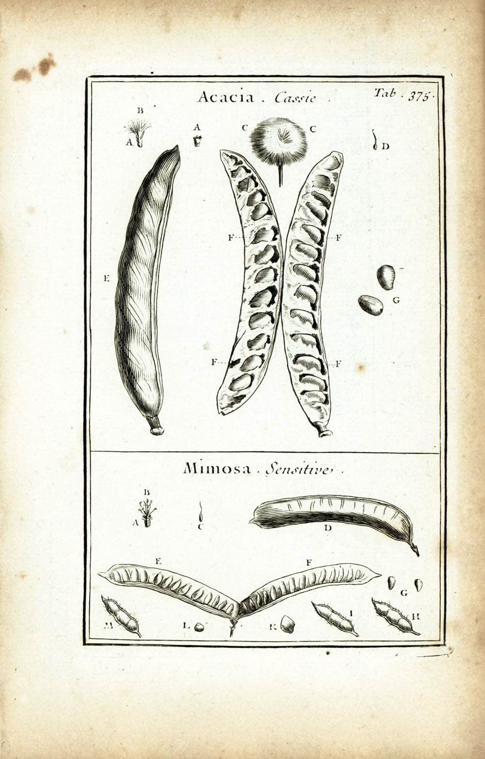 1797 Antique Sensitive Plant Fruit Pod Print Seeds Peas Beans - Etsy