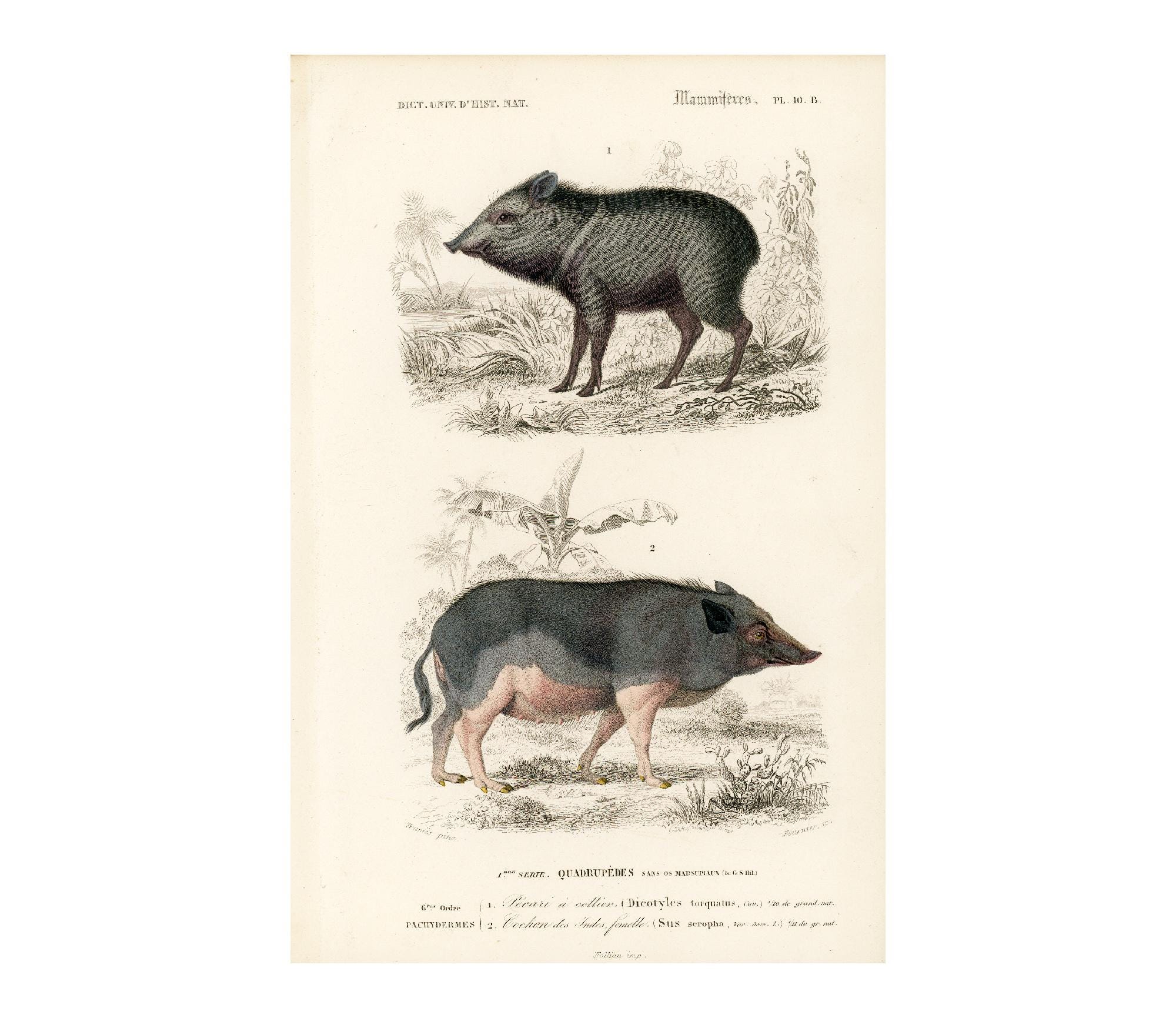1861 Pecari Wild Pig by Ch. Orbigny Original Antique Print Animals ...