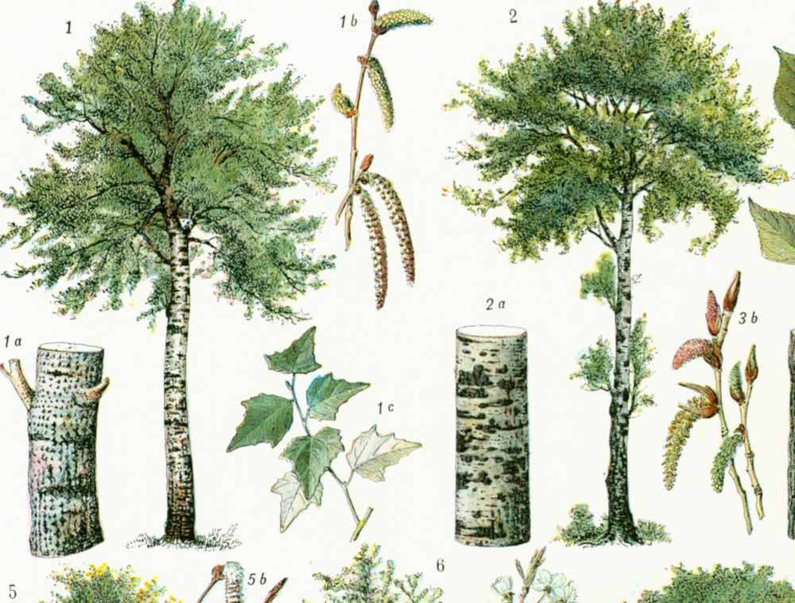 1933 Forêt, Arbres forestiers, Feuillus, Décor mural, Décor forestier ...