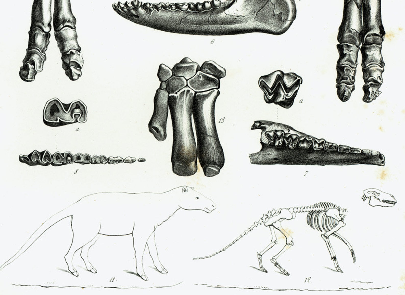 1853 Tapir Elephant Pachydermata Jurassic Skull Antique Fossil - Etsy