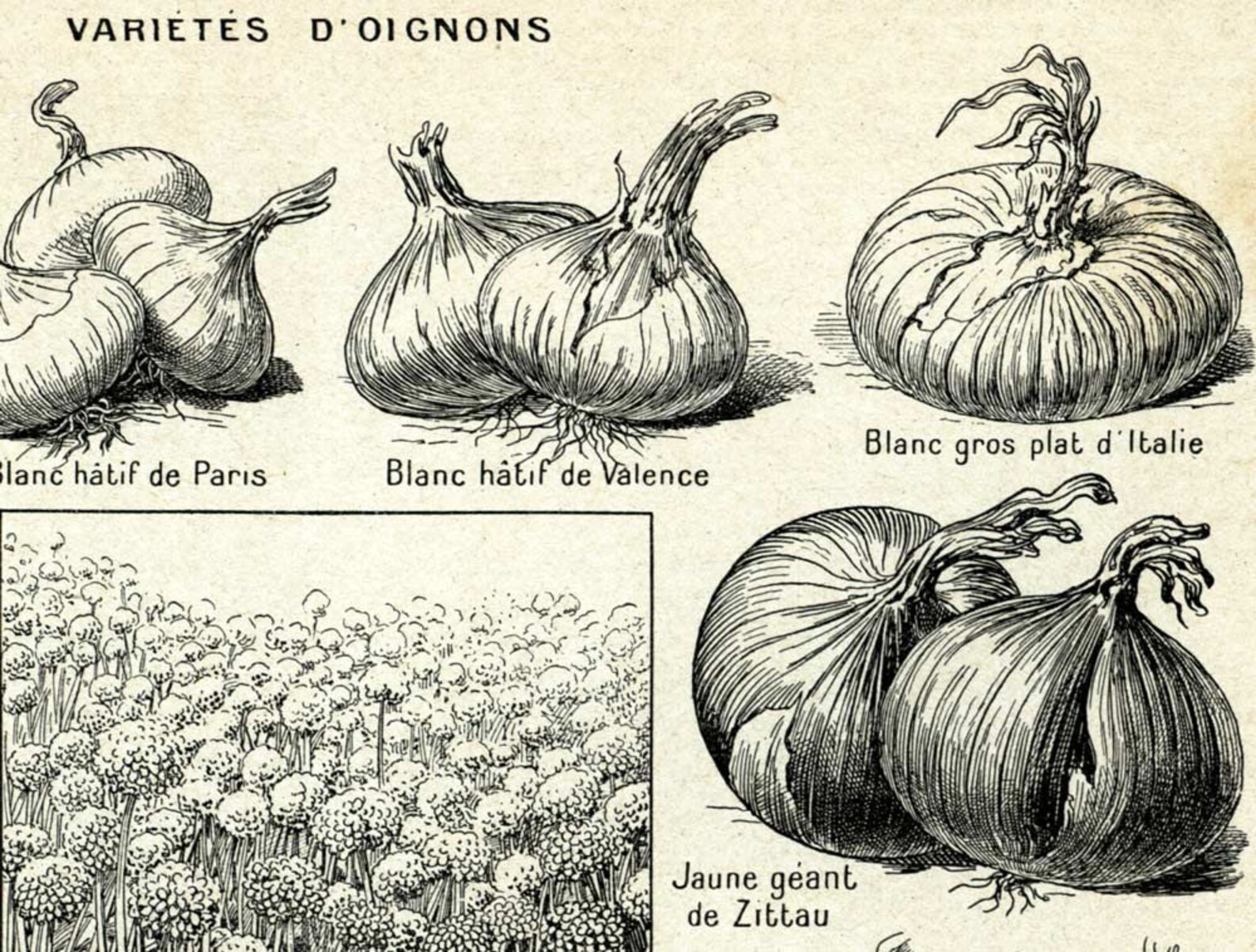 1922 Onion Chart Vintage Vegetable Print Antique Onion Print | Etsy