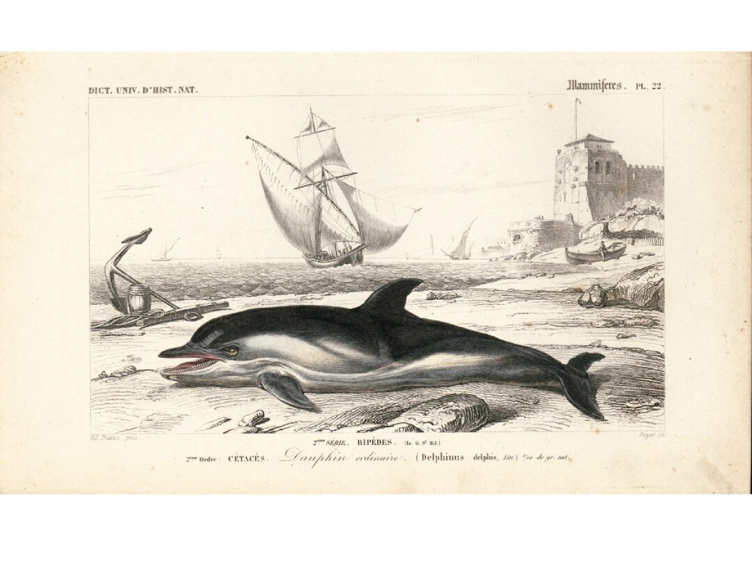 1861 Dolphin Antique Engraving, Marine Mammals and Sea Life Original ...