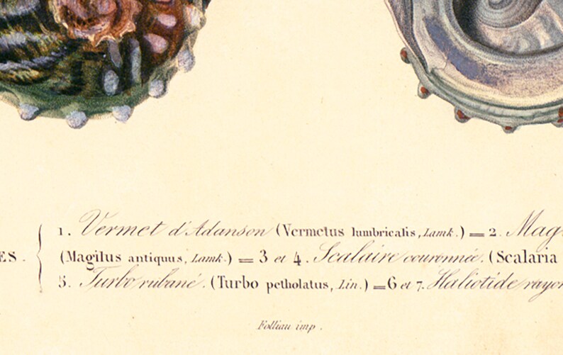 1861 Oreilles de mer Orbigny Planche Originale Ormeau Vermet - Etsy France