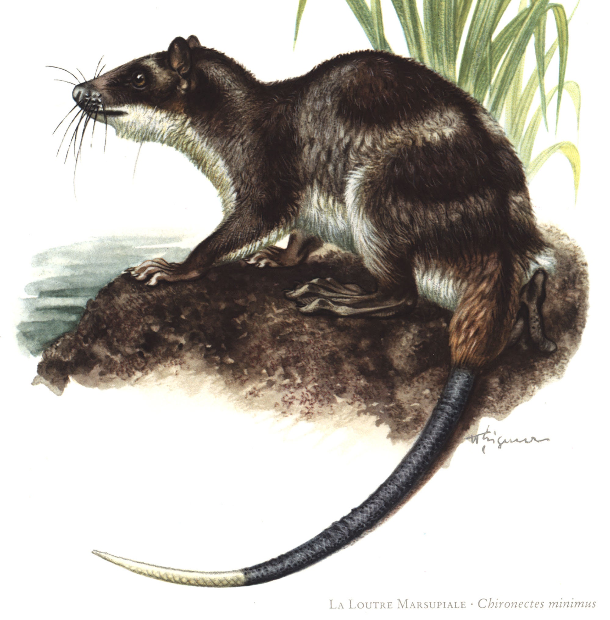 1974 Water Opossum Chironectes Yapock Vintage Illustration, Animal Art ...