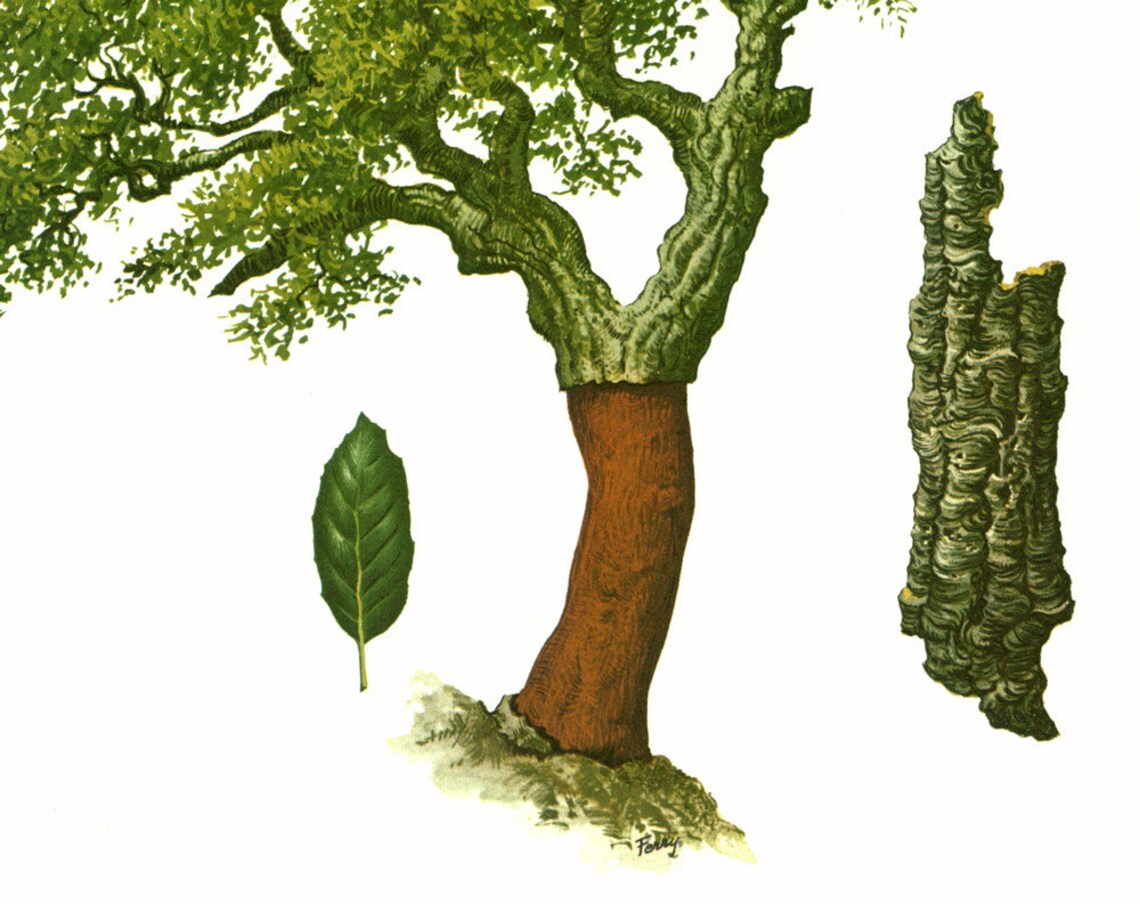 1967 Cork Oak Tree Print Vintage Botanical Illustration Wall - Etsy