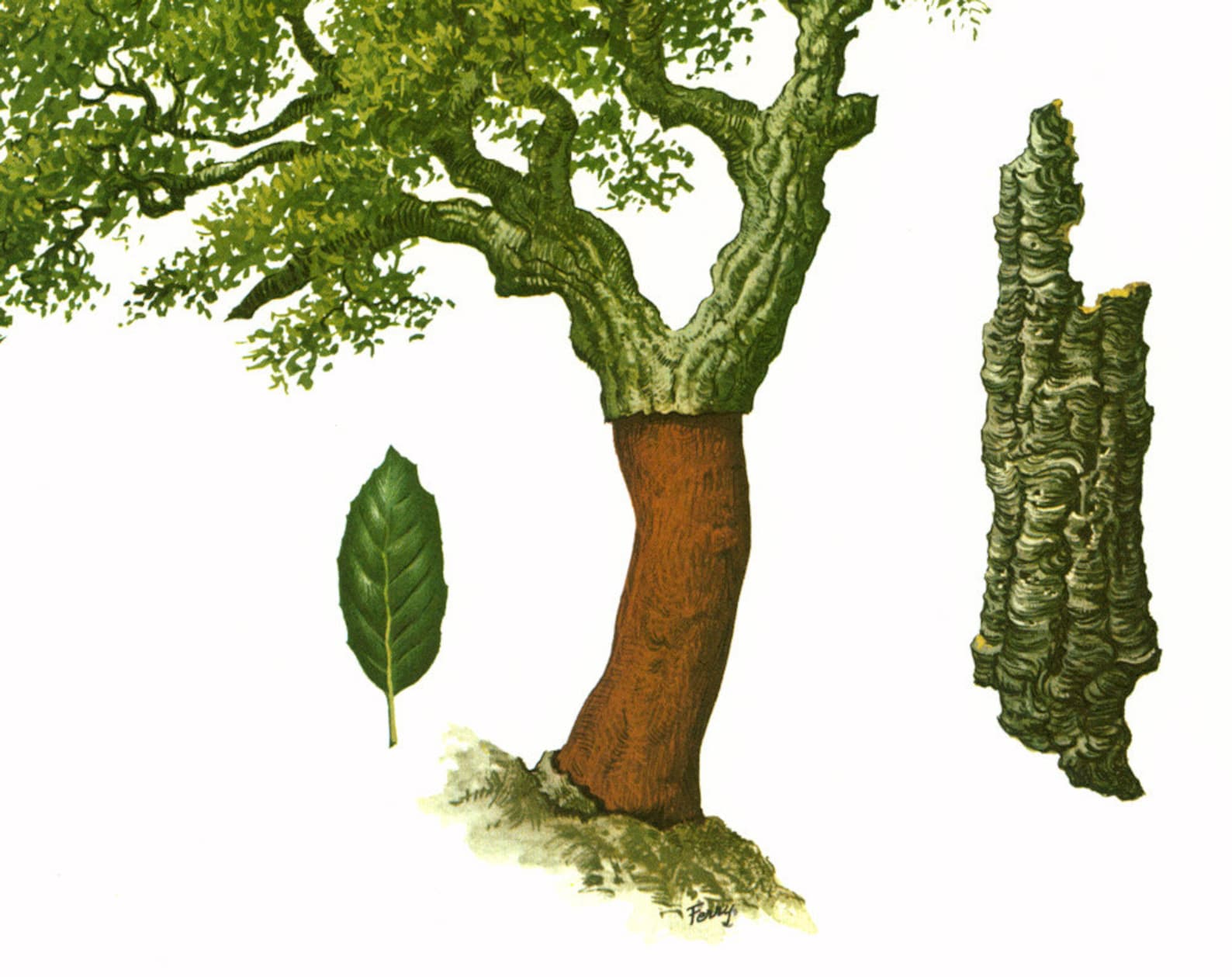 1967 Cork Oak Tree Print Vintage Botanical Illustration Wall Art Home ...