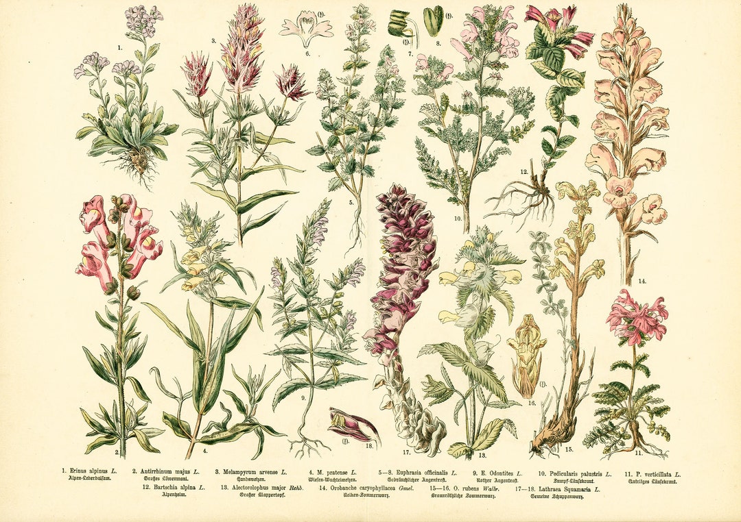1885 Scrophulariaceae Figwort Family Chart Melampyrum Pedicularis ...
