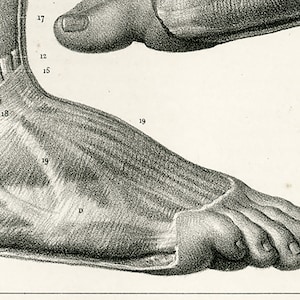 1831 Anatomy Orthopedic Surgery Human Leg Foot Print Human Body Poster ...
