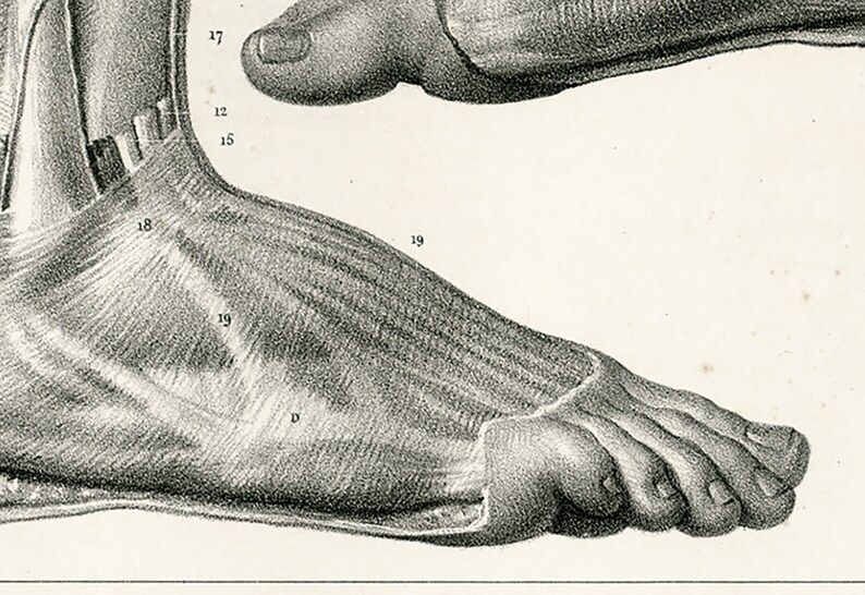 1831 Anatomy Orthopedic Surgery Human Leg Foot Print Human Body Poster ...