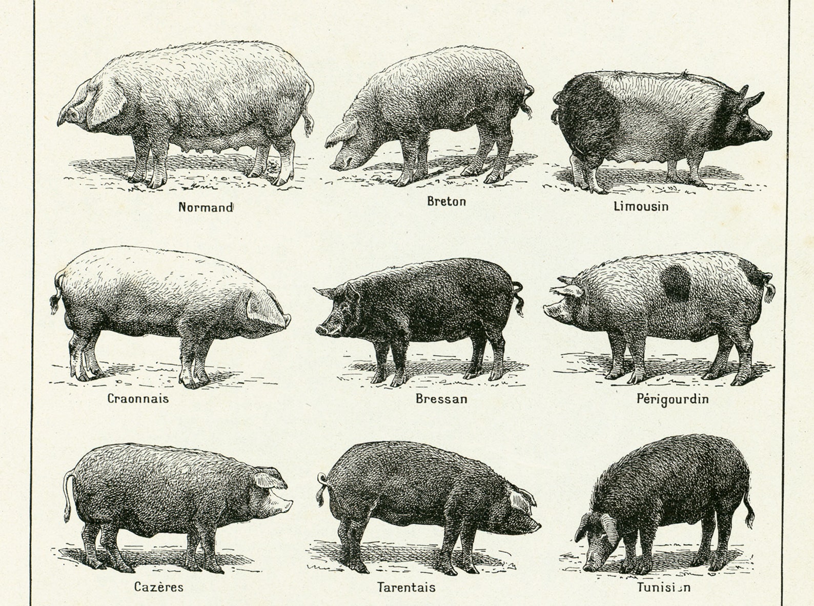 1922 Antique PIG Print, Swine, Hogs, Vintage Farm Animals, Original ...