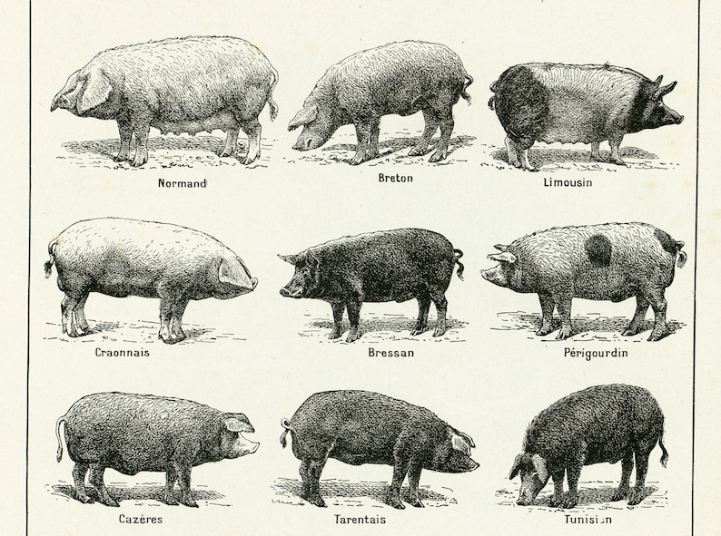 1922 Antique PIG Print, Swine, Hogs, Vintage Farm Animals, Original ...