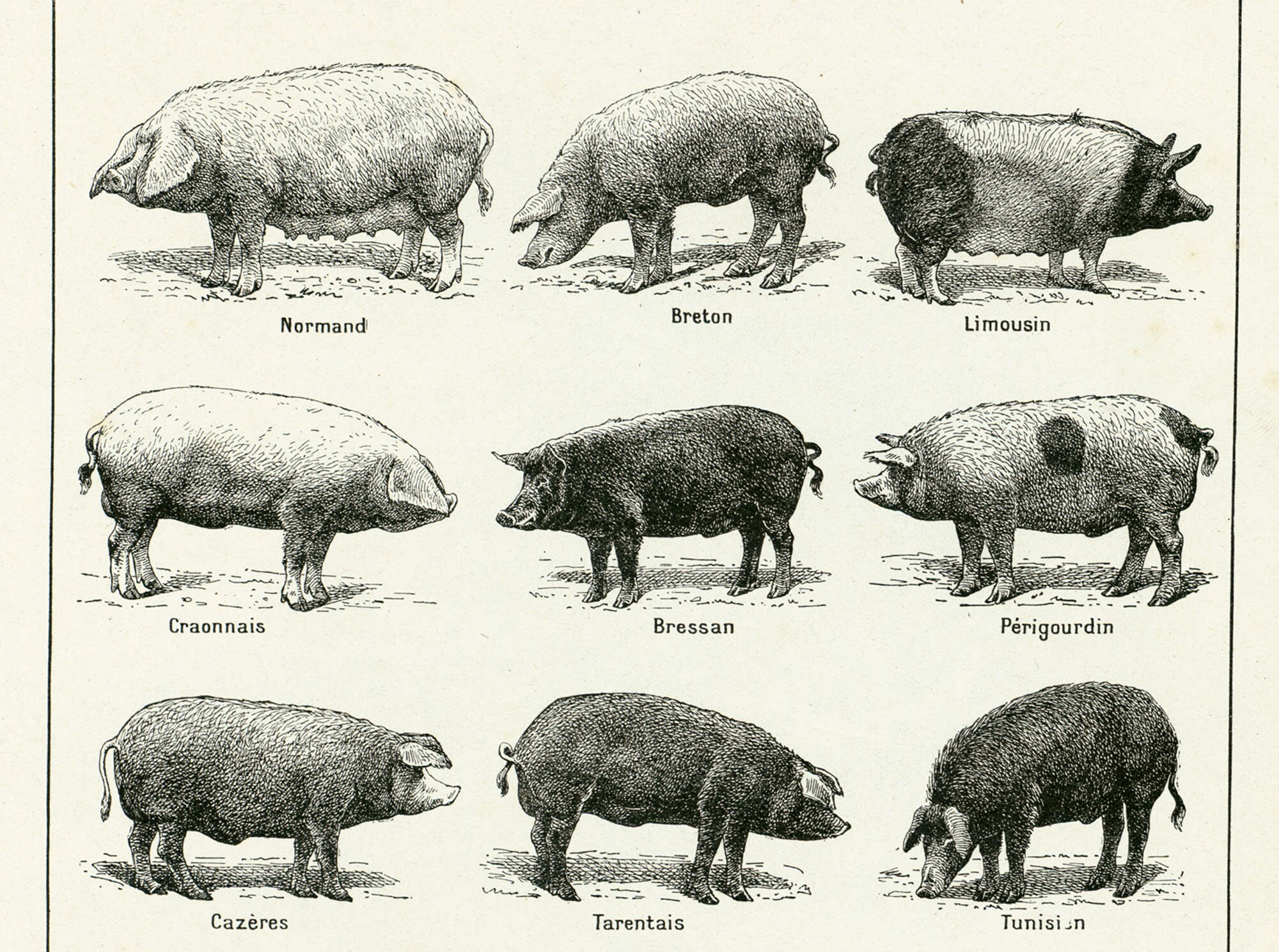 1922 Antique PIG Print Swine Hogs Vintage Farm Animals | Etsy