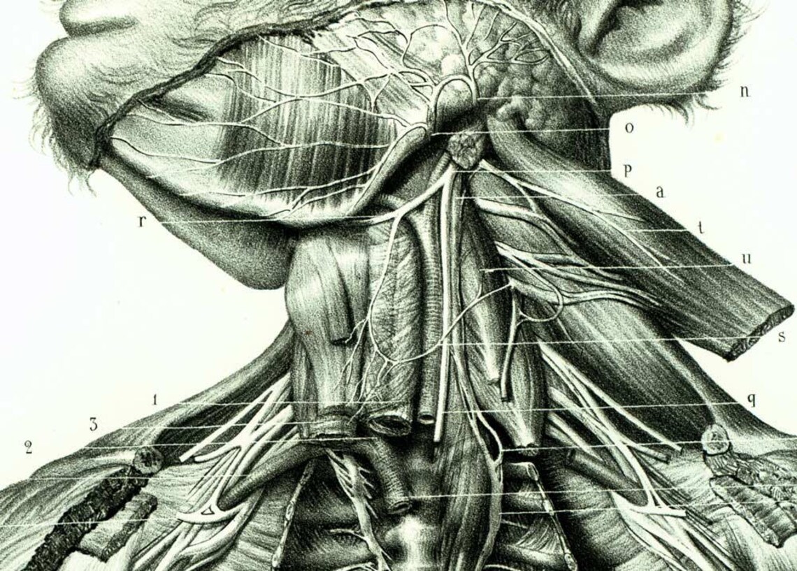 1854 Monkey Nervous System Antique Veterinary Print XL - Etsy