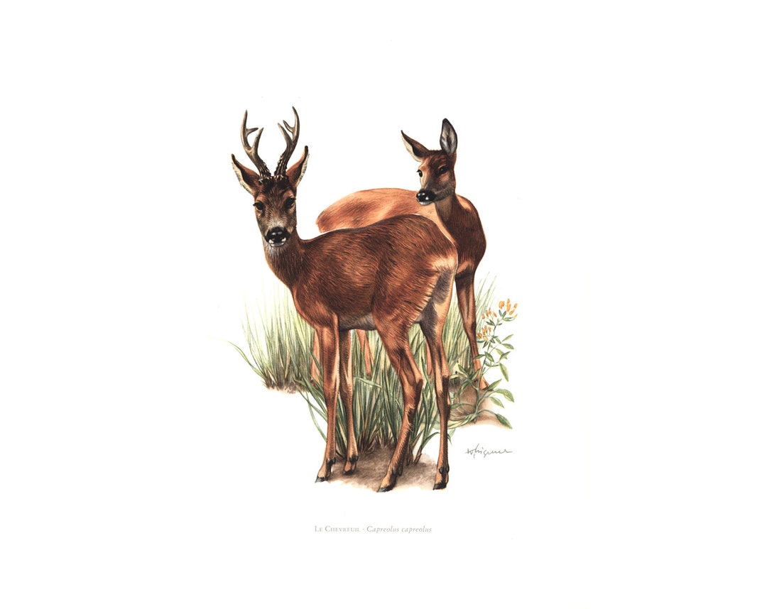 1974 Roe Deer Vintage Illustration, Deer Art Print, Ruminant Wild ...