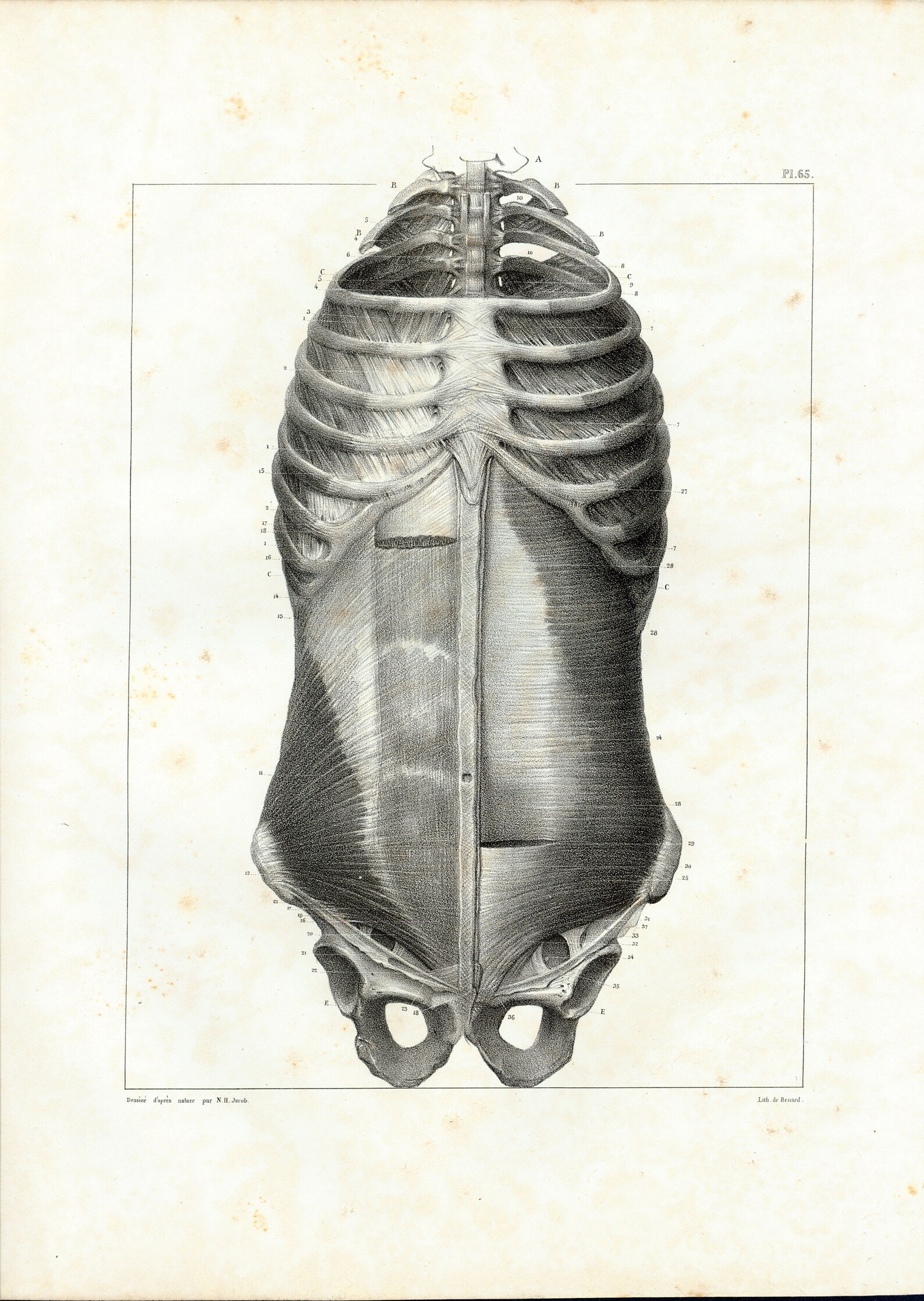1844 Antique Anatomy Human Body Torso Muscles Human Body Large | Etsy