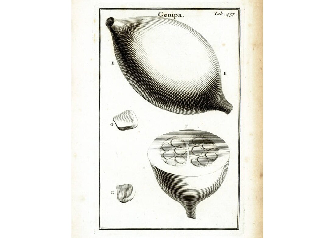 1797 Antique Genipa Americana Fruit Print Tropical Orchard Botanical ...