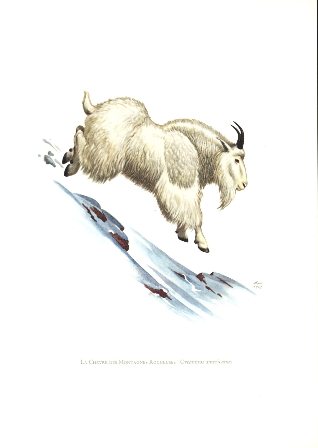 1974 Rocky Mountain Goat Vintage Illustration, Deer Art Print, Ruminant ...