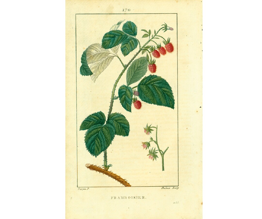 1814 Antique Red Raspberry Print Fruit Plant Natural History Botanical ...
