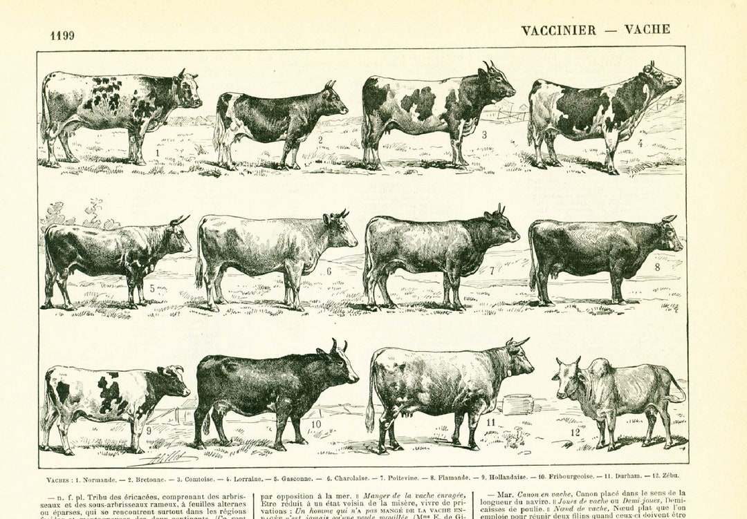 1897 Cattle Chart Print, Bulls, Cows, Original Larousse Print, French ...