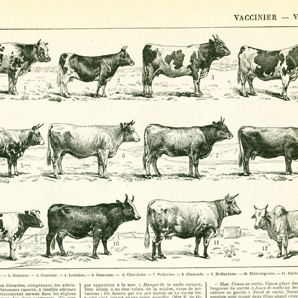 Cattle Breeds - Etsy