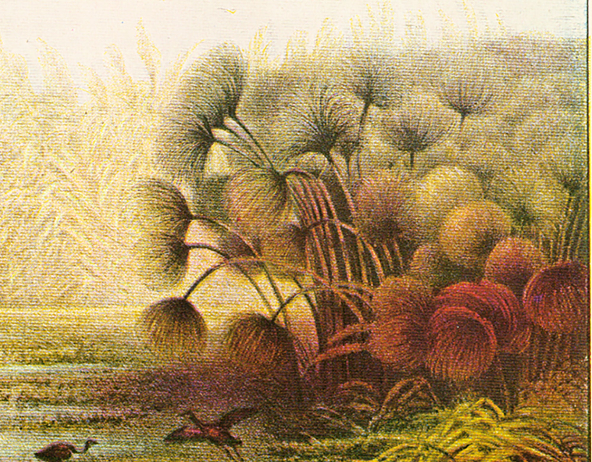 1908 Antiquenile River Landscape Ibis Heron Cyperus Papyrus - Etsy