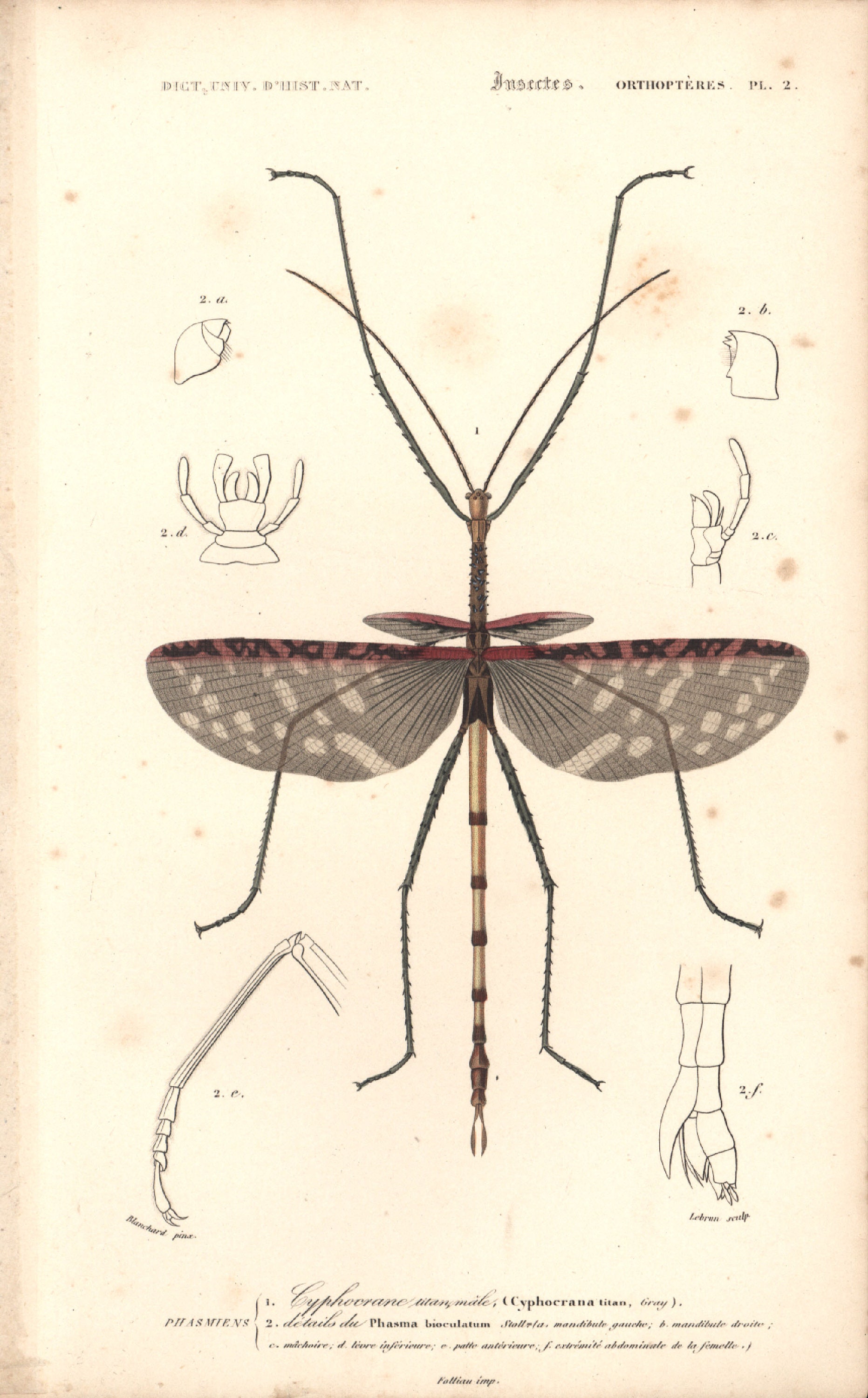 Walking Stick Insect Drawing